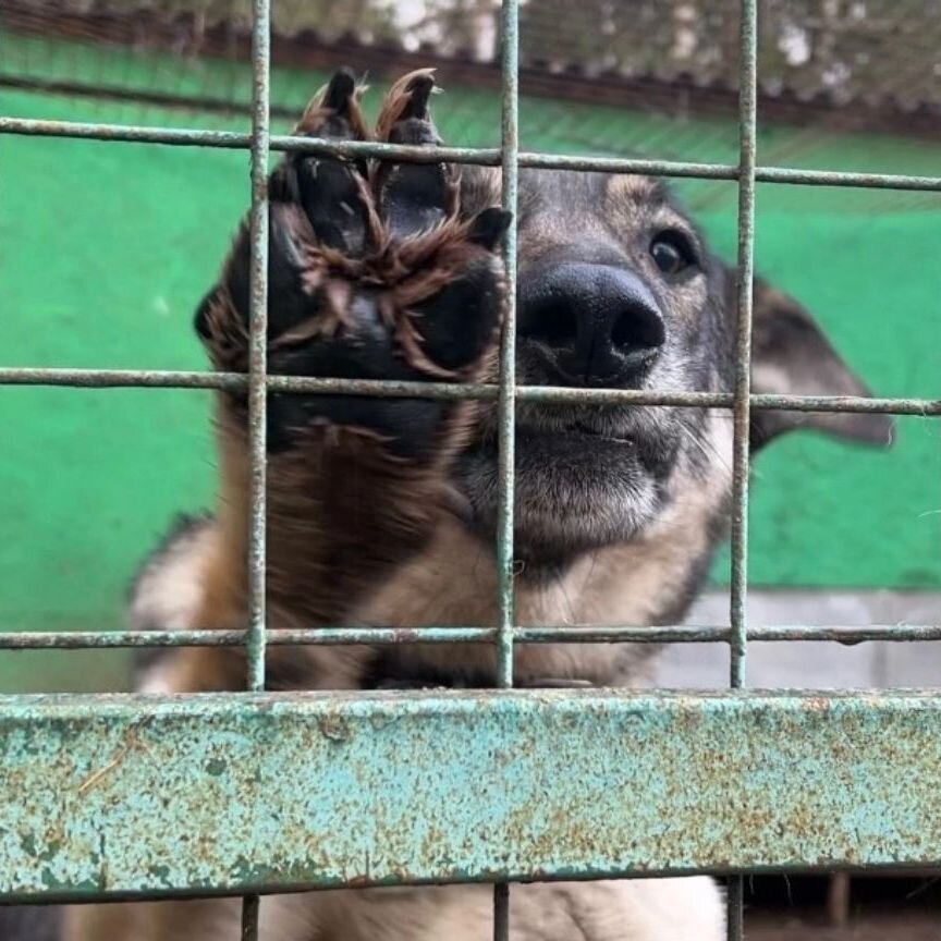 Спасите Рамону от одиночества