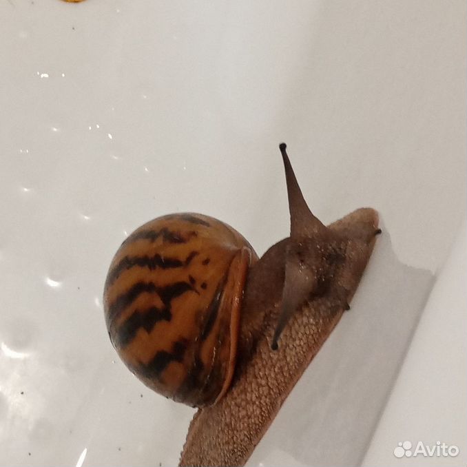 Улитки ахатины большие