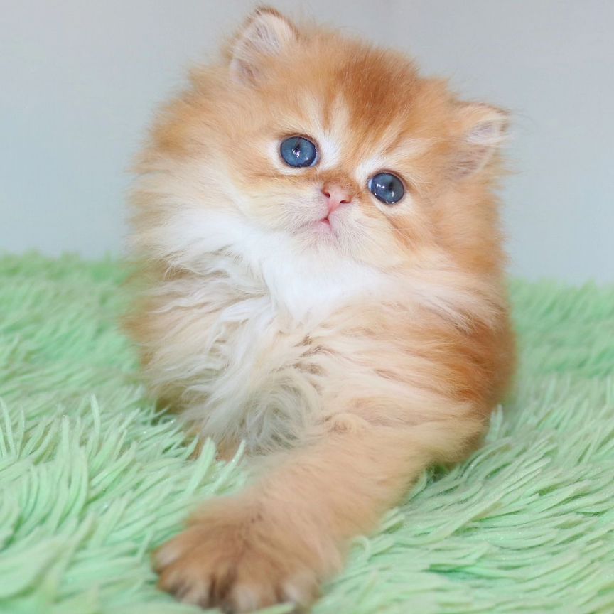 Циннамон золотая шиншилла котик