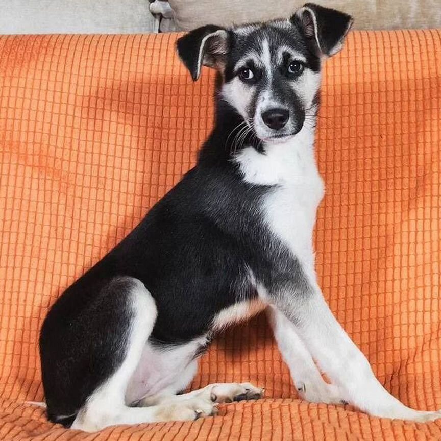 Щенок Вика ищет семью