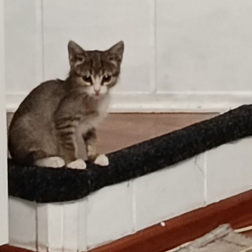 Котенок
