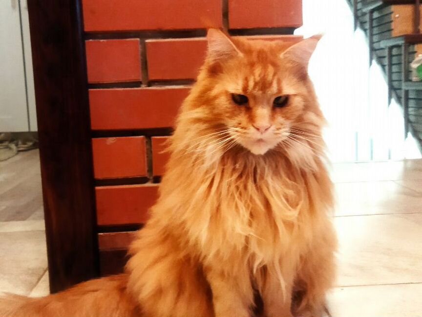 Кошка на передержку