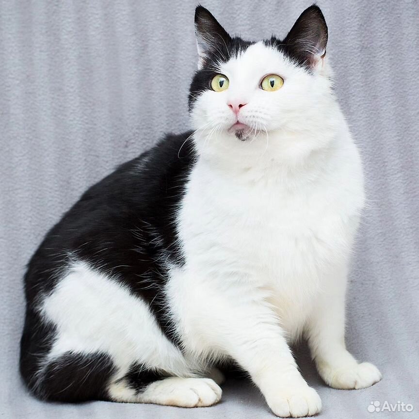 Кошечку нашли под завалами, ищем семью