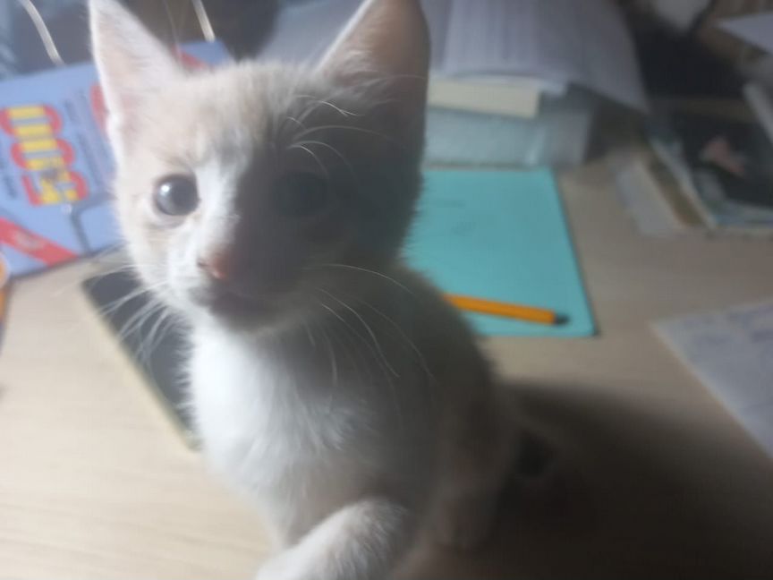 Котенок персиковый