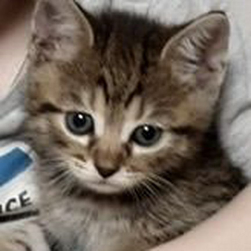 Кот Том