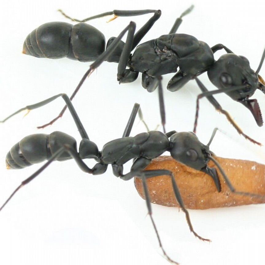 Муравьи Neoponera apicalis