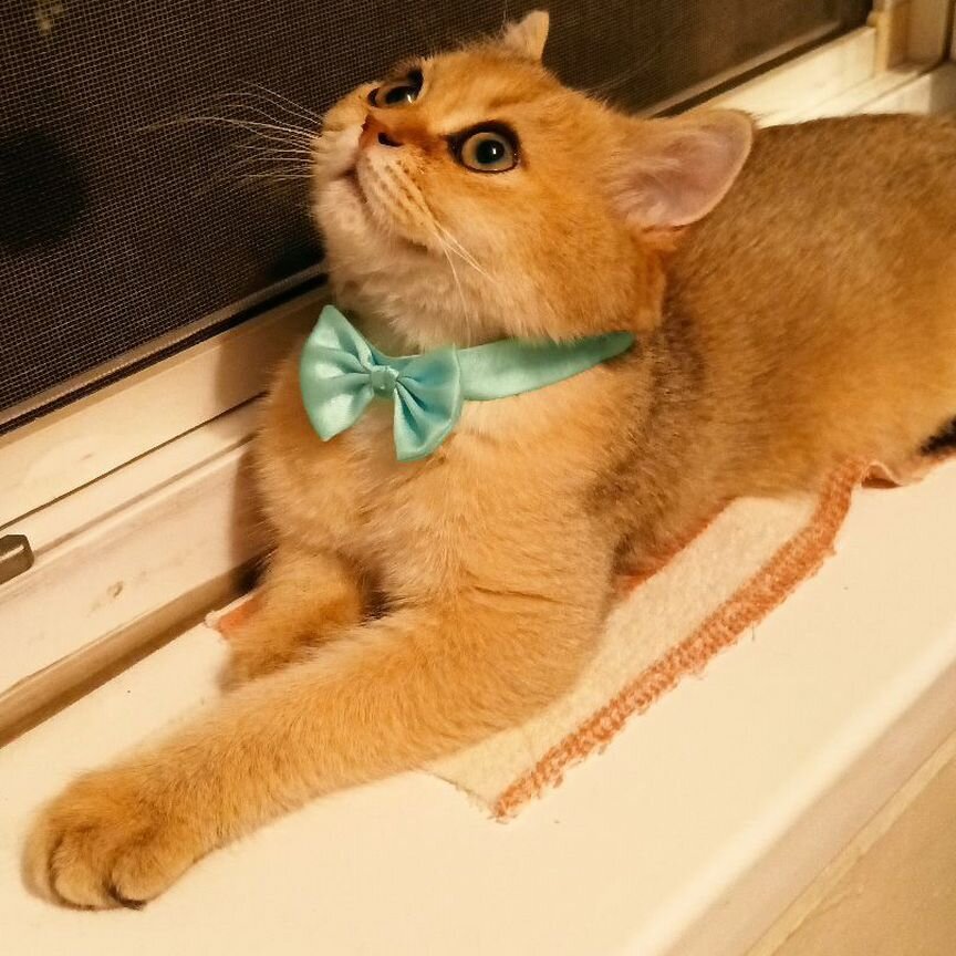 Британец. 4 Месяца