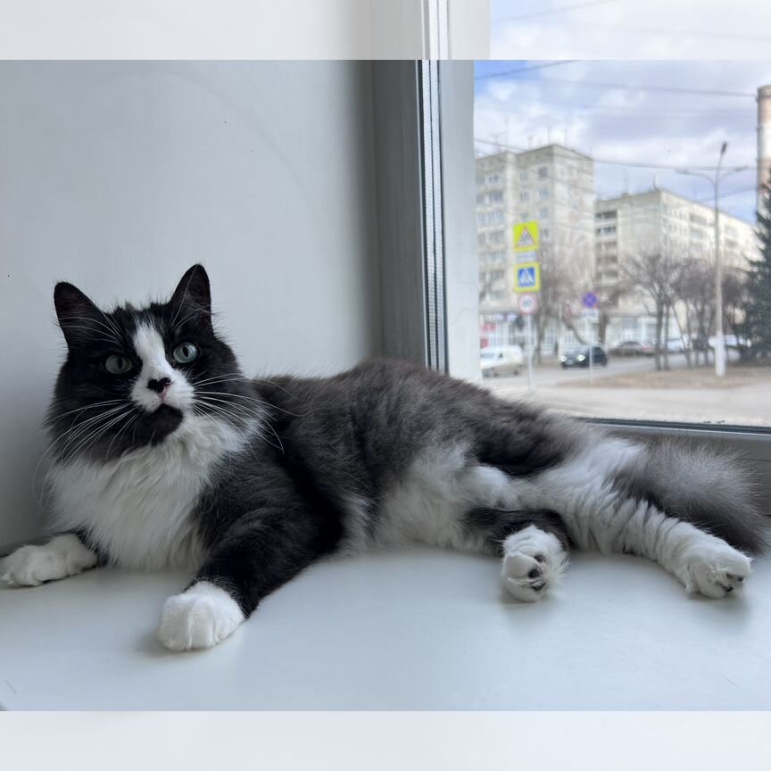 Взрослая, кошка в добрые руки