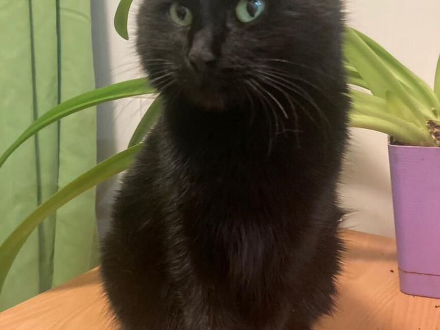 Кошечка в добрые руки