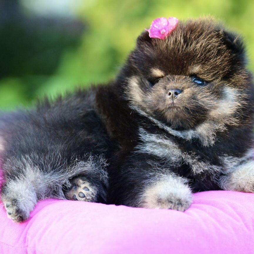 Померанчик Индиго