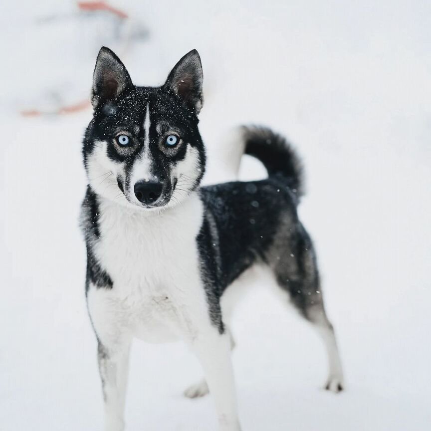 Сибирский хаски