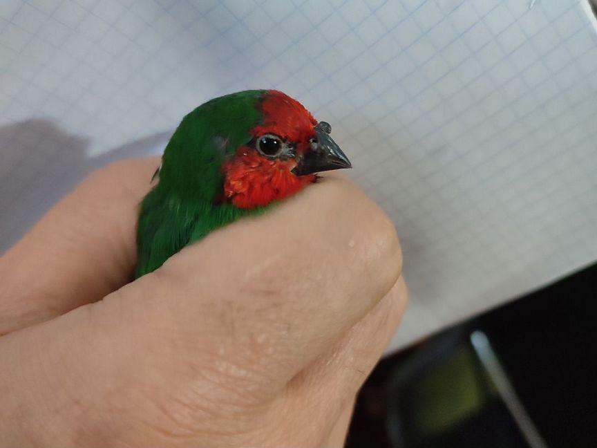 Попугайная амадина