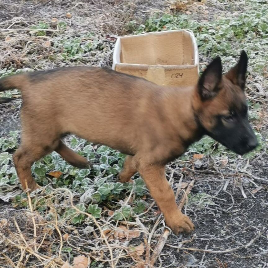 Щенки бельгийской овчарки малинуа