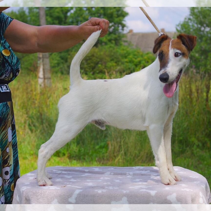 Фокстерьер