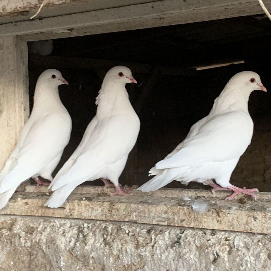 Продам голубей кинго