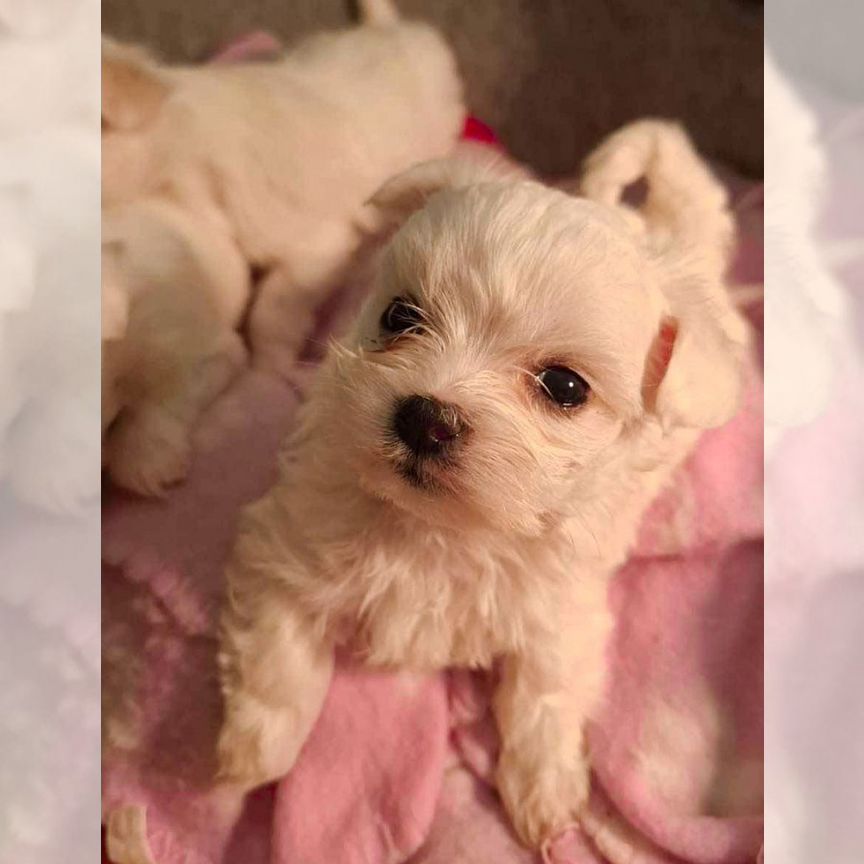 Мальтипу девочки щенки