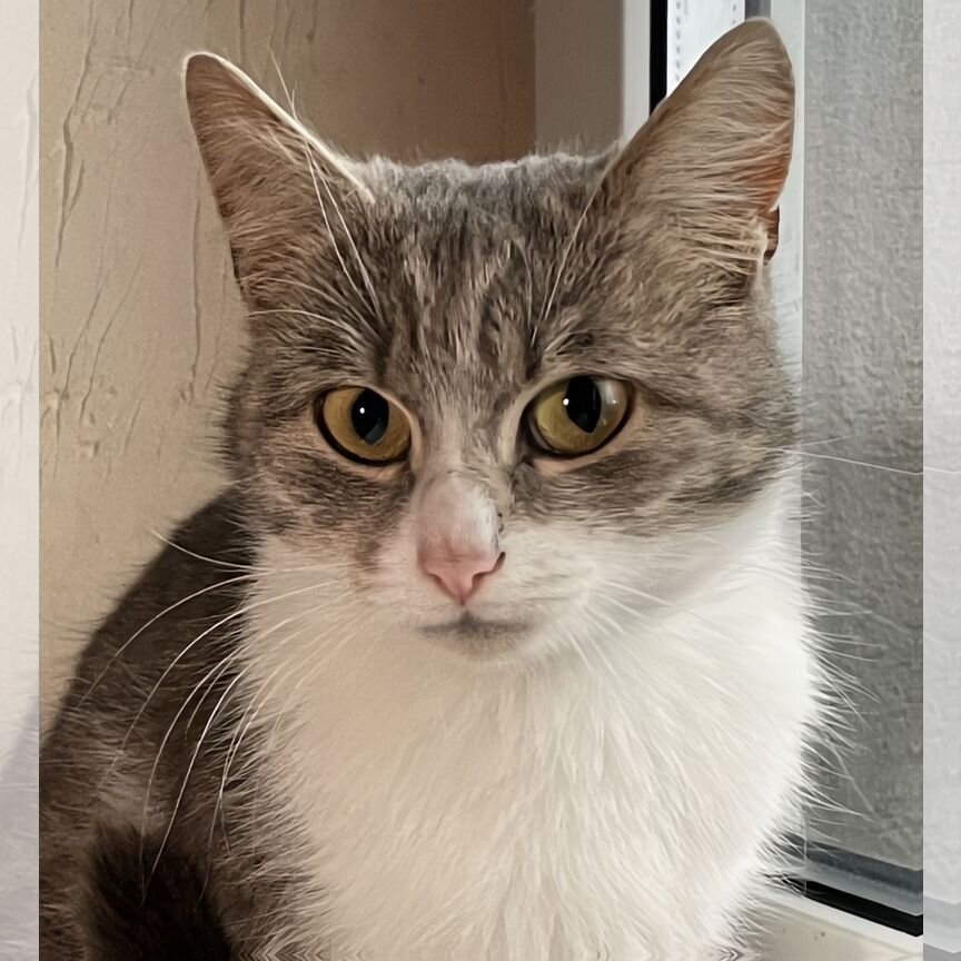 Взрослая кошка в добрые руки