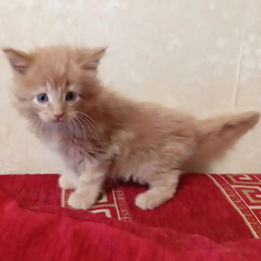 Мейн-кун котёнок
