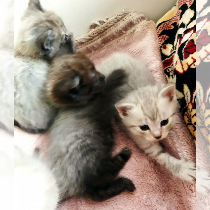 Британский длинношёрстный котёнок