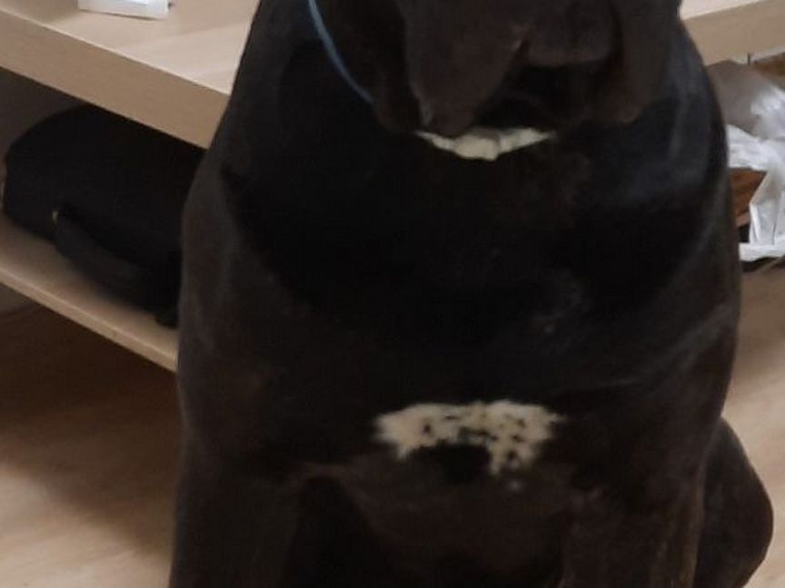 Кане Корсо в добрые руки