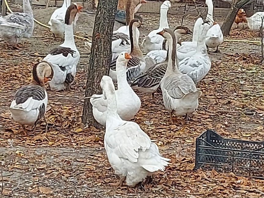 Гуси и утки