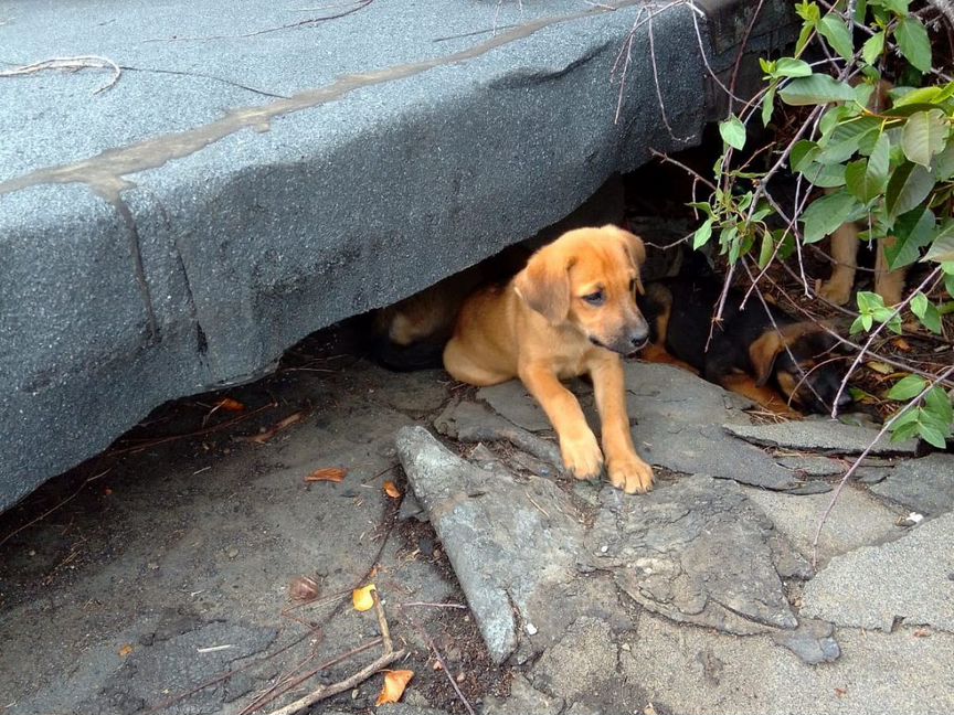 Щенок девочка Апельсинка
