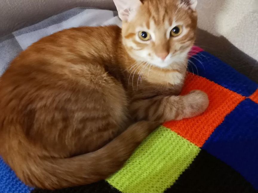 Котята в добрые руки даром рыжий