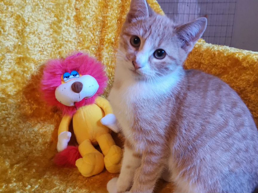 Котенок
