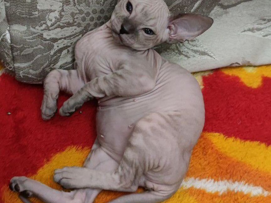 Сладкие канадские булочки