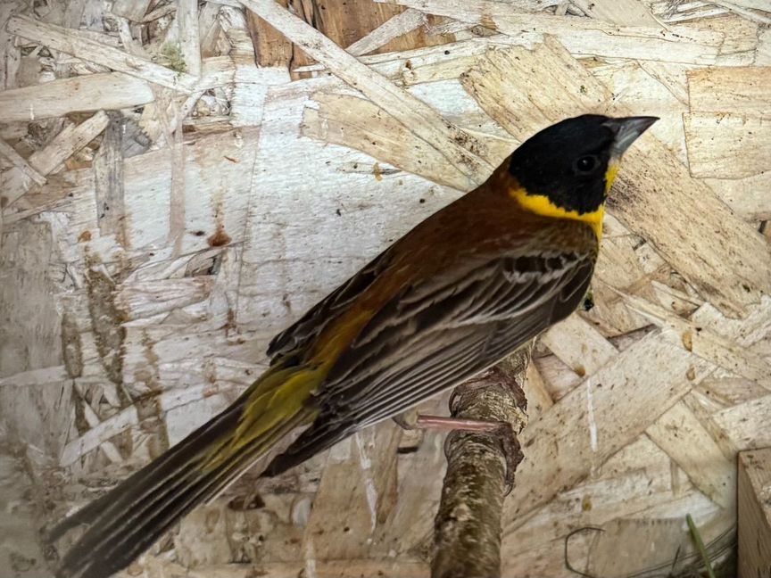 Черноголовая овсянка