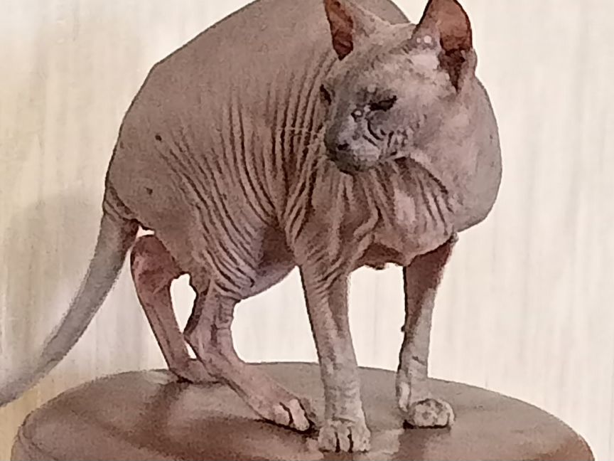 Донской сфинкс подарю