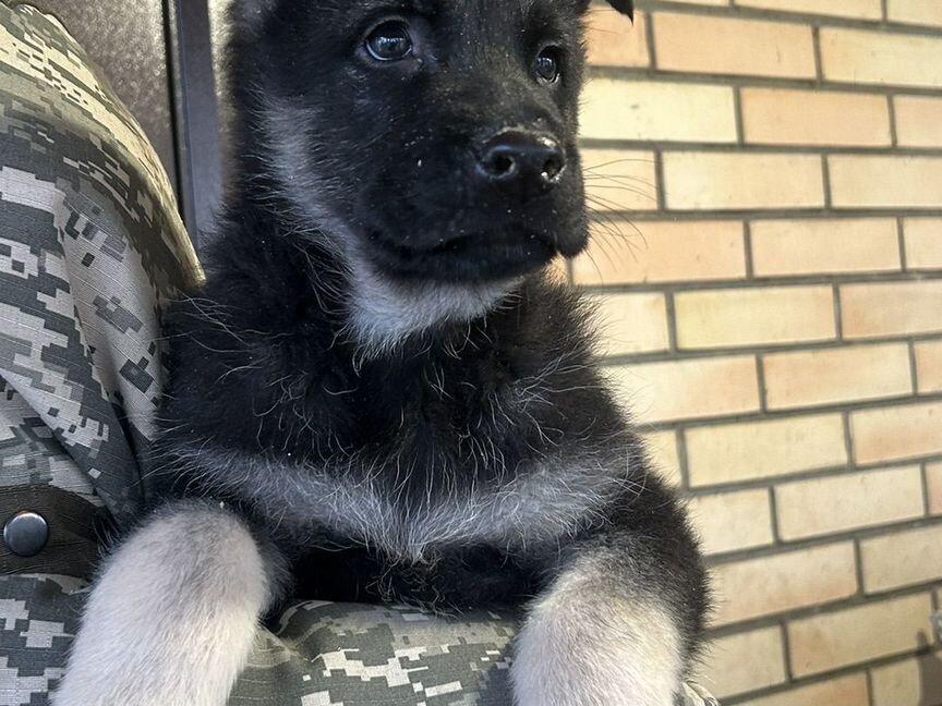 Крутой парень вео