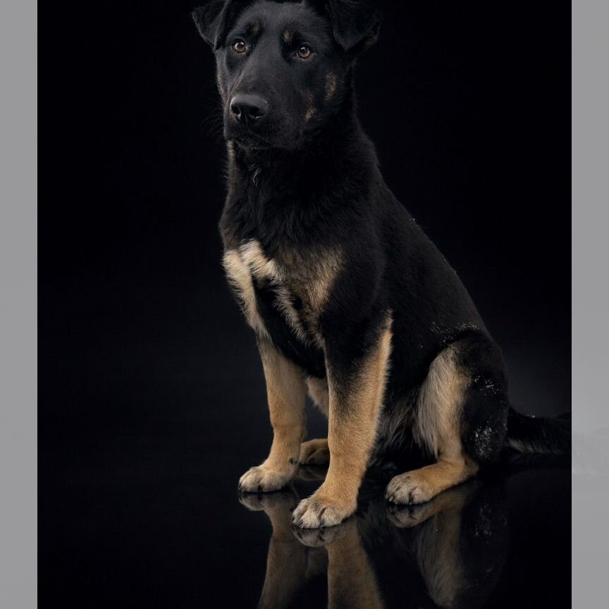 Щенок в добрые руки