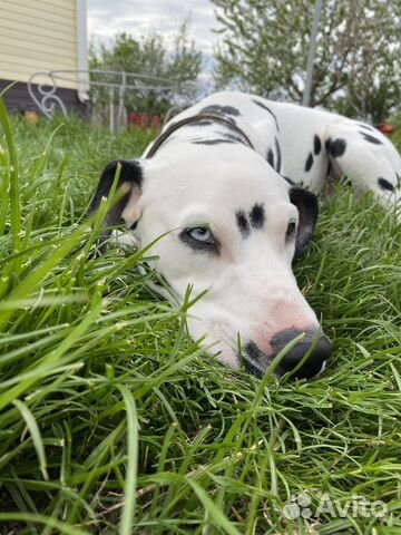 Далматинец вязка