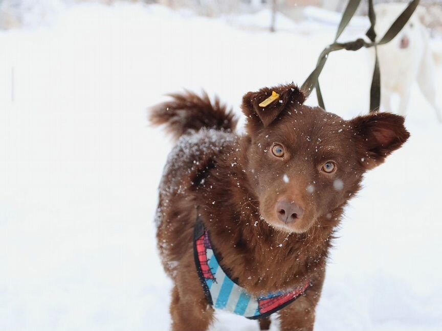 Маленький кобелек Чико в добрые руки