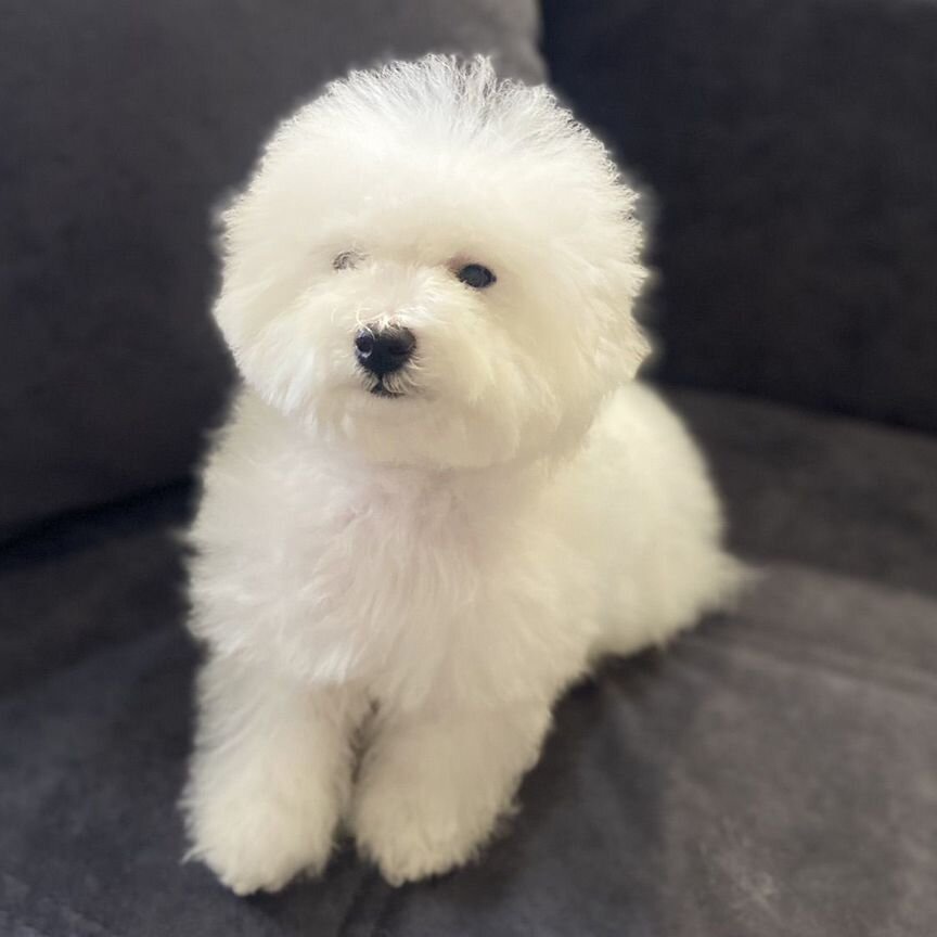 Бишон Фризе от родителей чемпионов