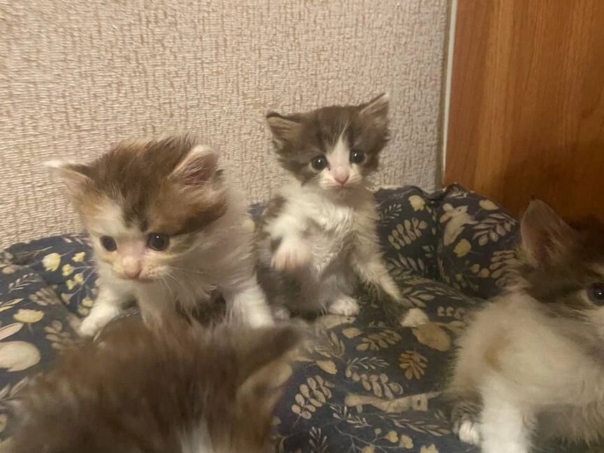 Весёлые котята отдам в добрые ручки