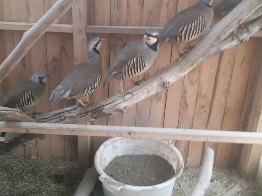 Кеклики.Яйцо. и др