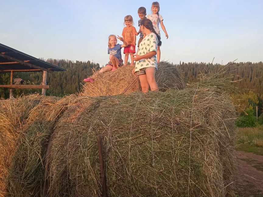 Сено в рулонах прошлого года