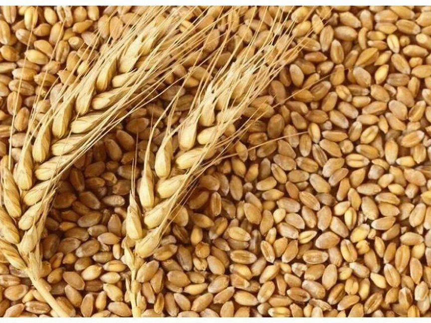 Зерно пшеница