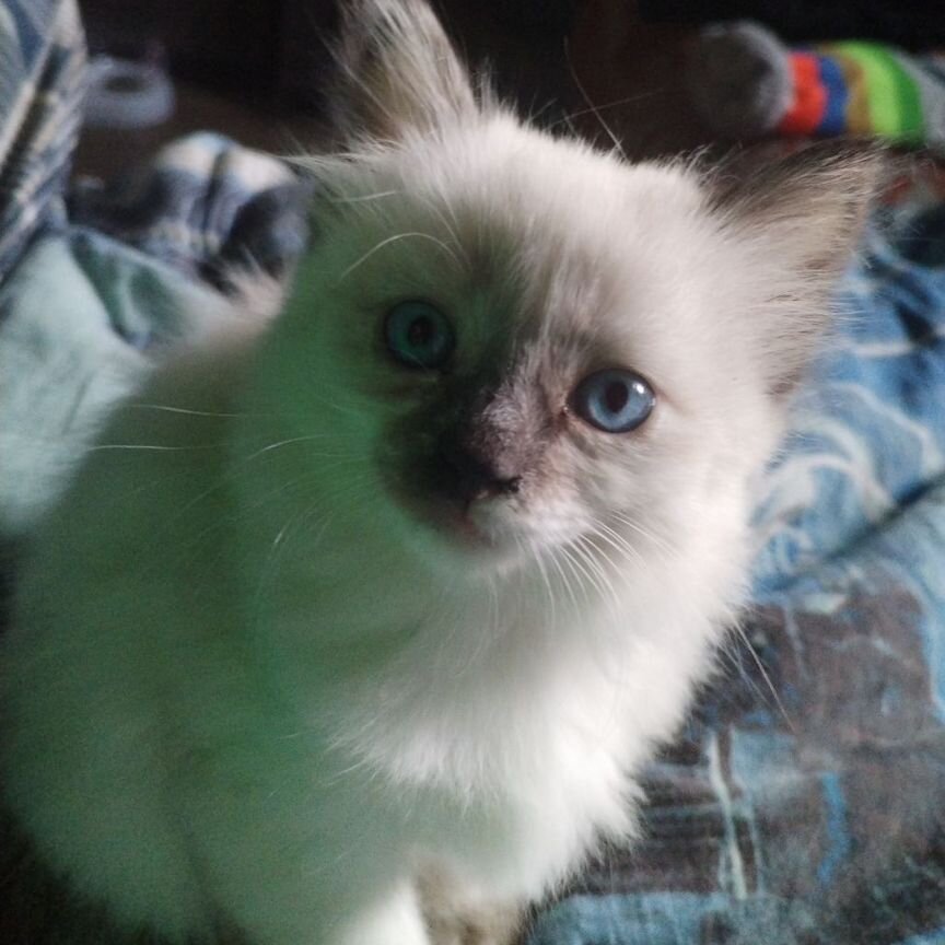 Тайский котёнок