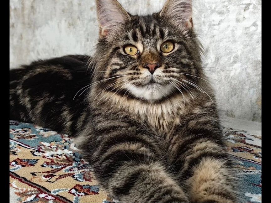 Котята мейн-кун