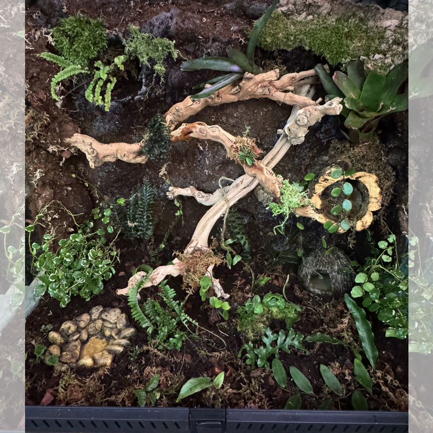 Тропический террариум 60*45*60