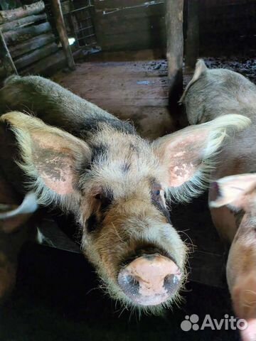 Хряк на племя