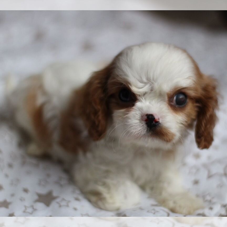 Щенок кавалерчик