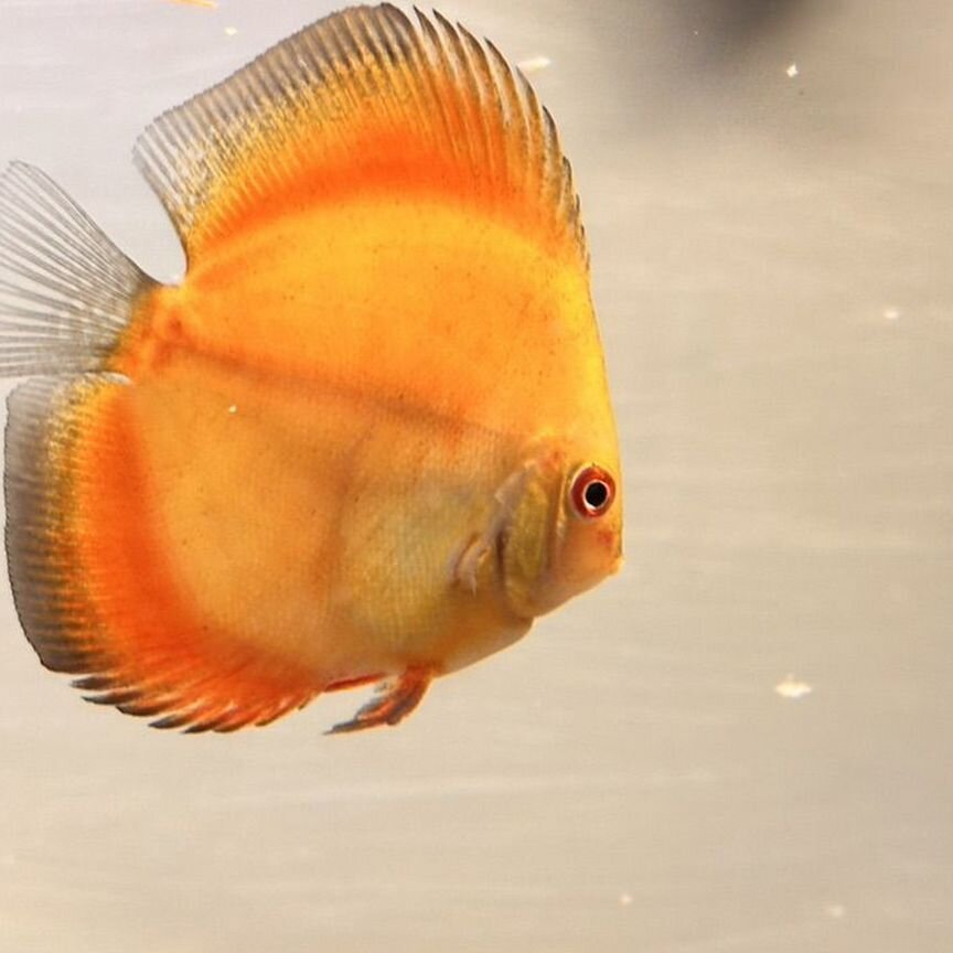 Продам дискус