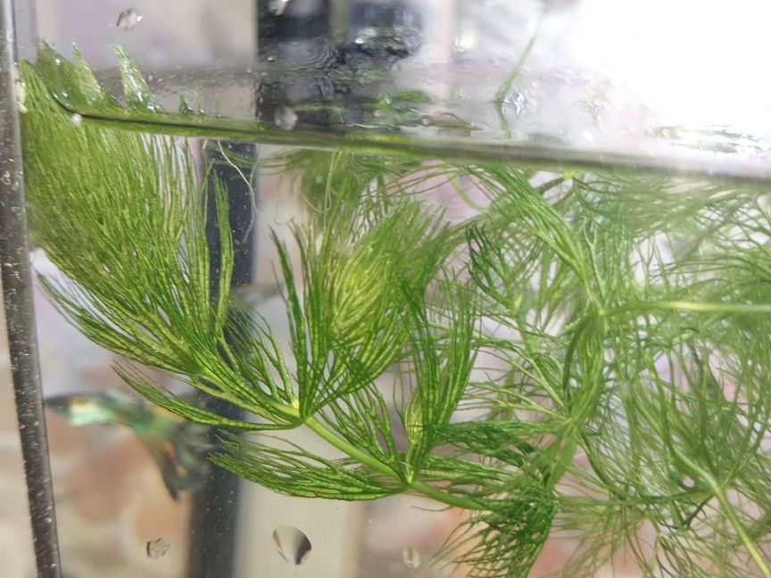 Аквариумные растения роголистник, мох и др
