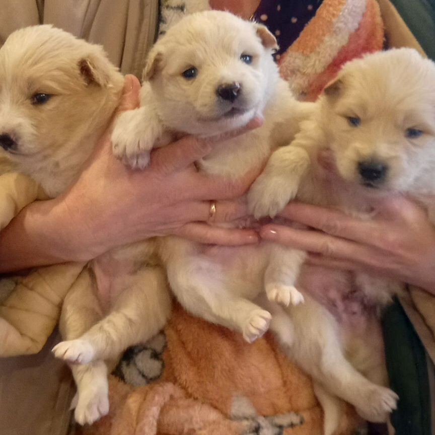 Самоедская лайка щенки