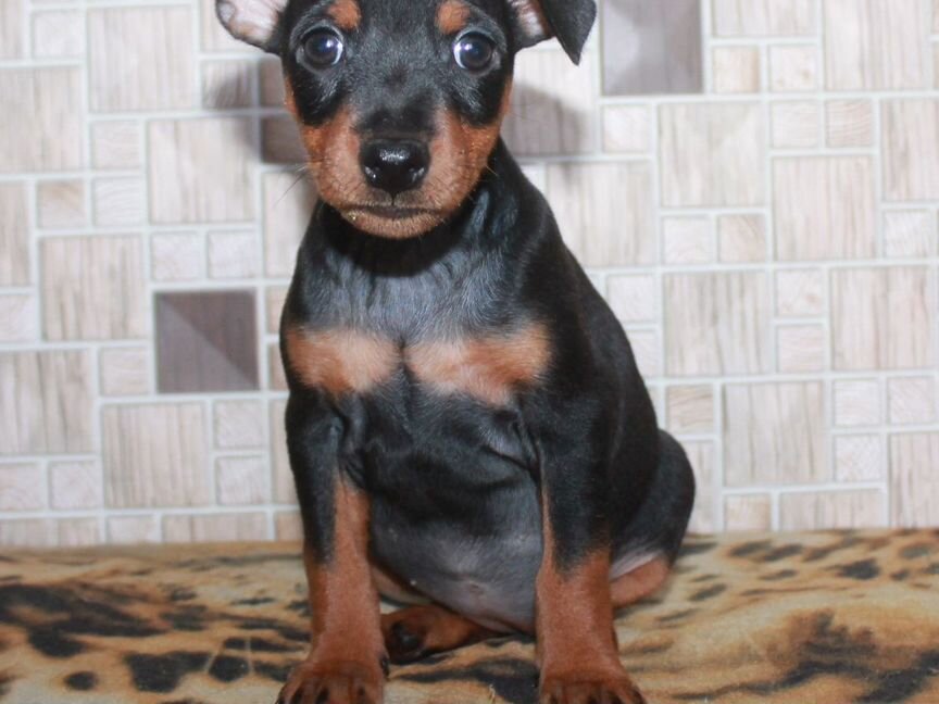 Щенки цвергпинчера черно-подпалого окраса