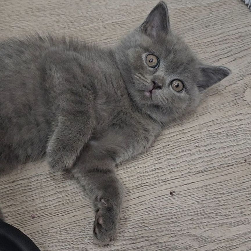 Британский короткошёрстный котёнок